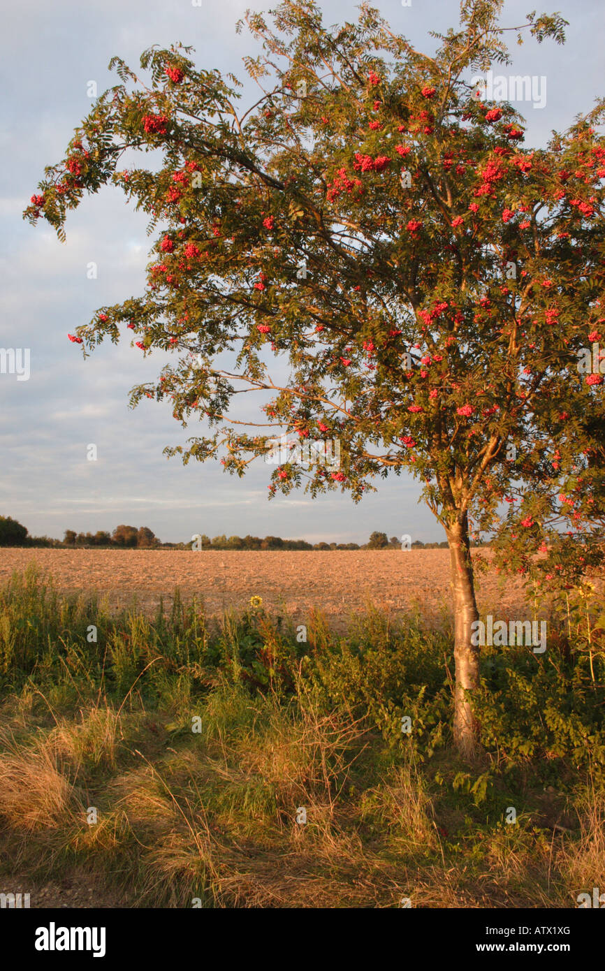 Red berry tree Oxfordshire UK Stock Photo - Alamy