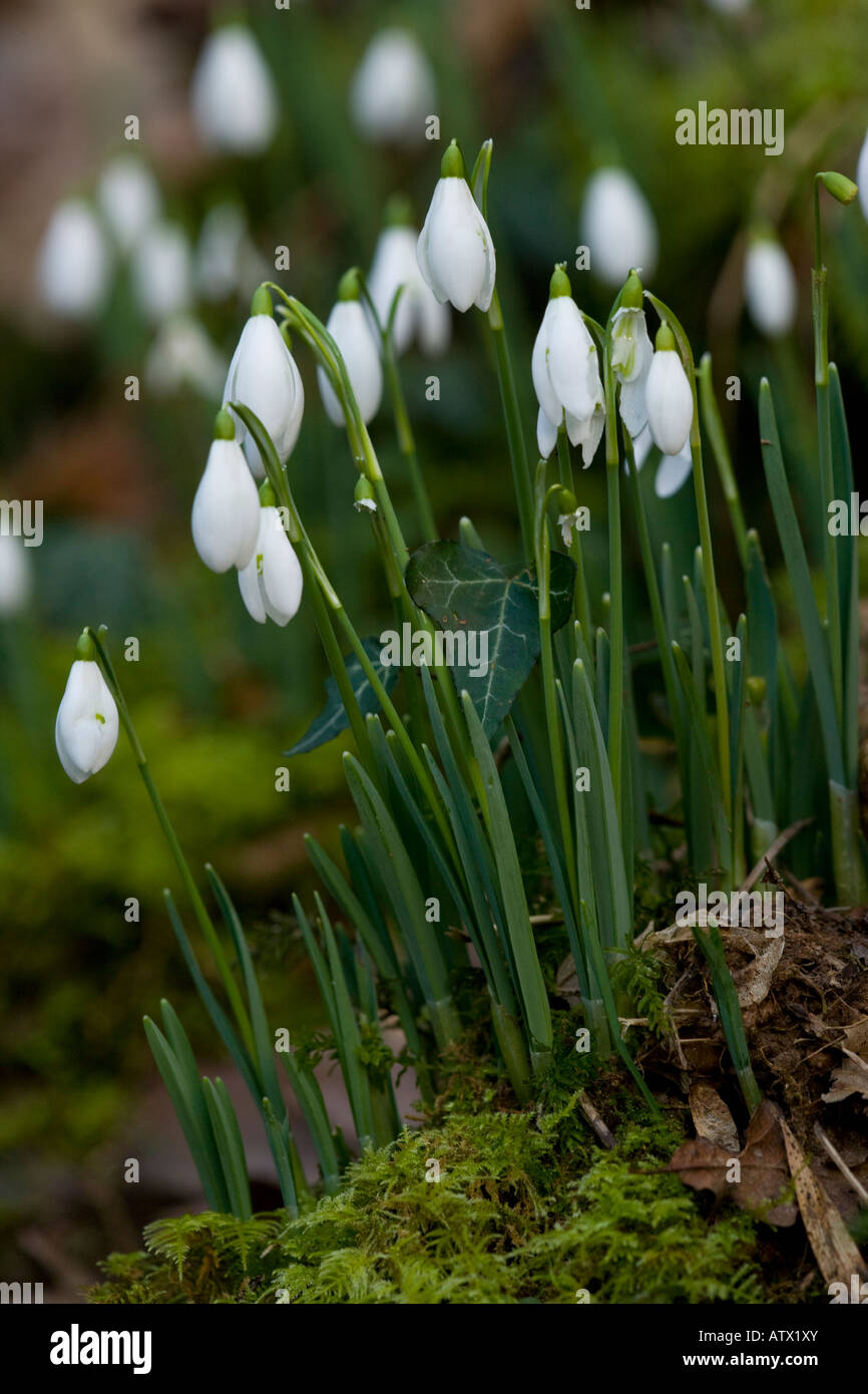 Wild Snowdrops Galanthus nivalis in a valley near Timberscombe on ...