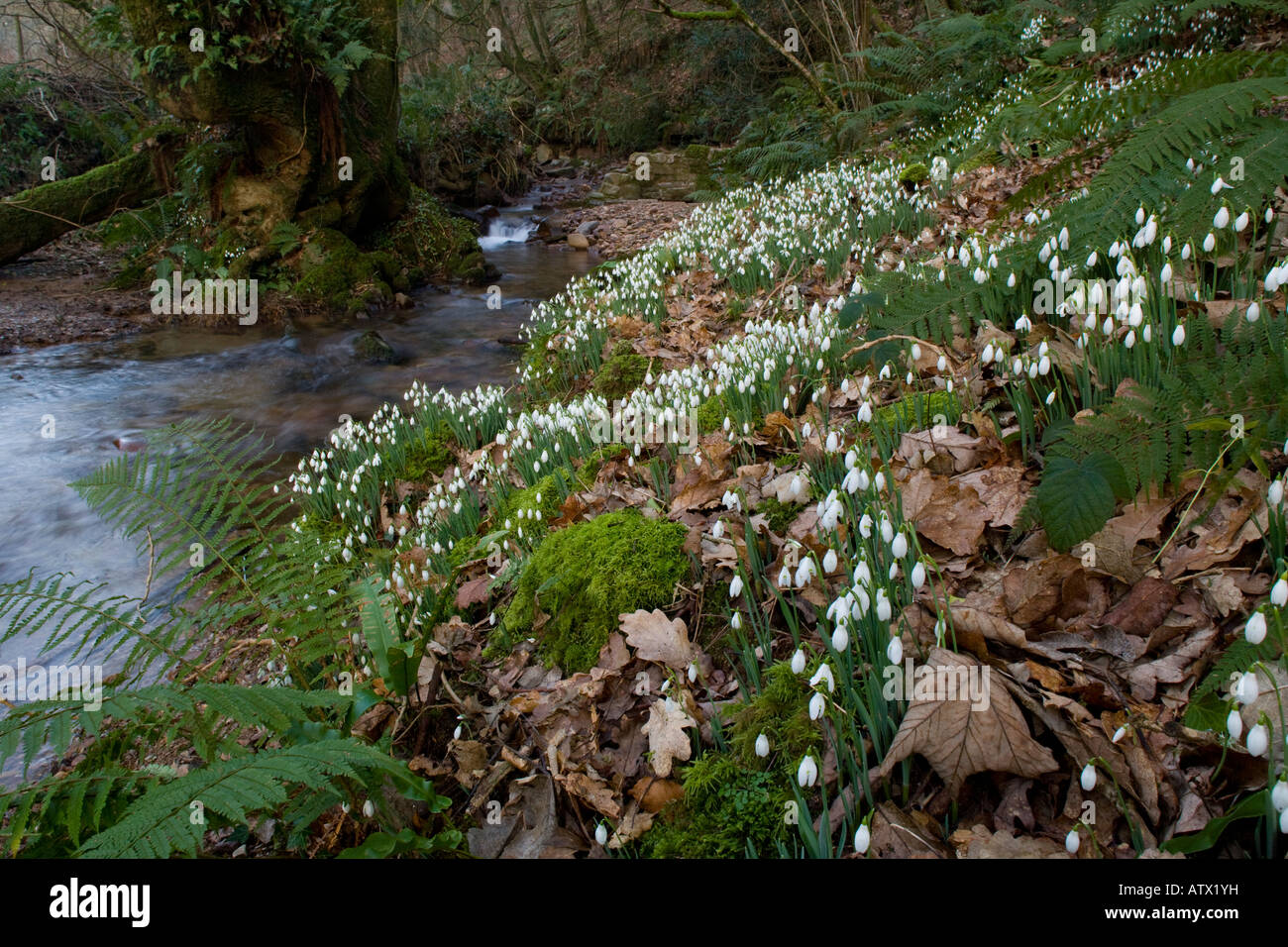 Wild Snowdrops Galanthus nivalis in a valley near Timberscombe on ...