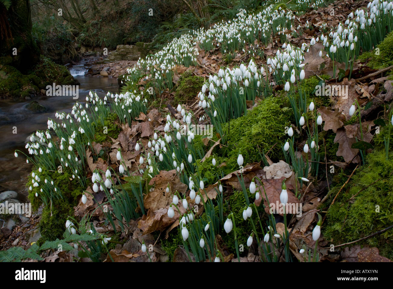 Wild Snowdrops Galanthus nivalis in a valley near Timberscombe on ...