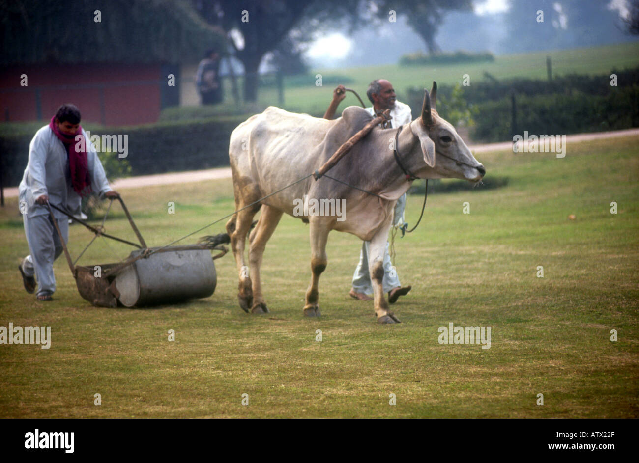 COW PULLING LAWN MOWER DELHI INDIA PH DAN WHITE Stock Photo - Alamy