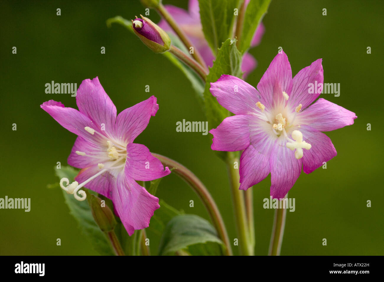 Cruciform flower plant hi-res stock photography and images - Alamy