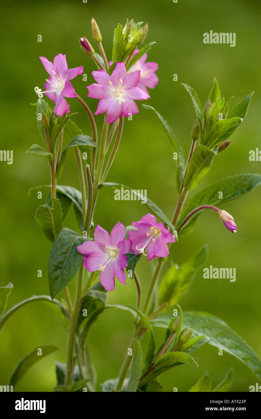 Great Willowherb or Codlins and Cream Epilobium hirsutum in flower ...