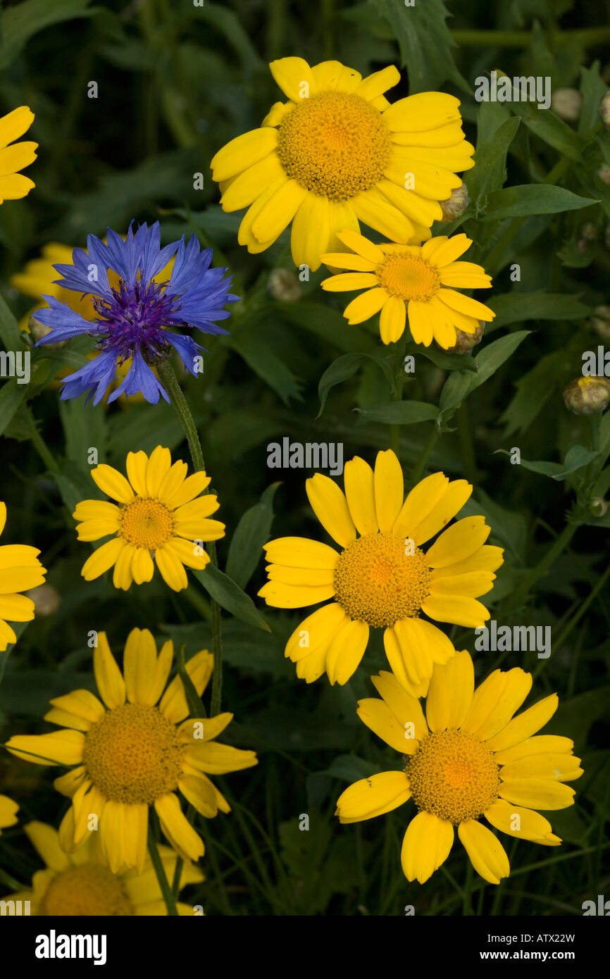 Corn Marigold Chrysanthemum segetum with cornflower Centaurea cyanus ...