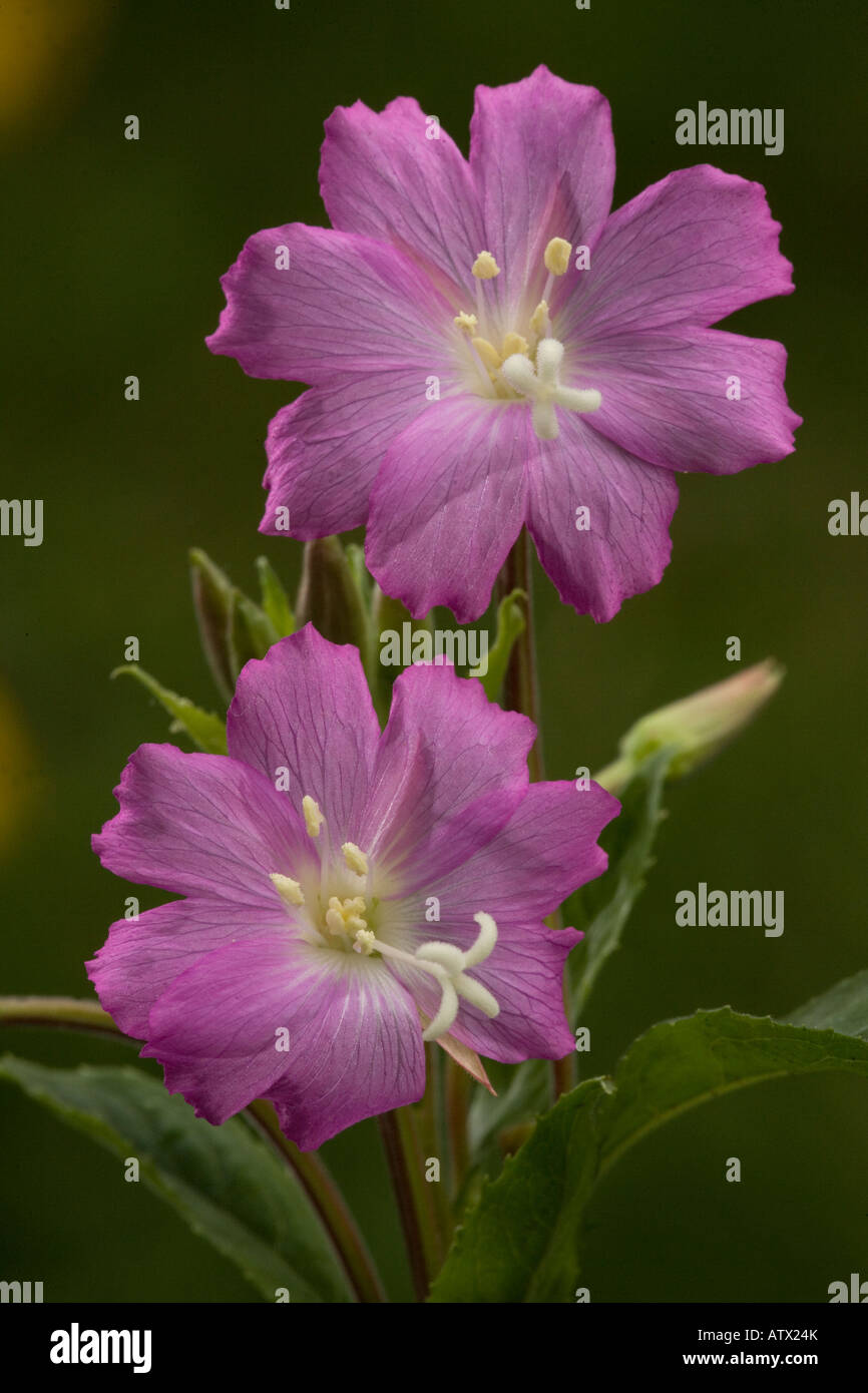 Cruciform flower plant hi-res stock photography and images - Alamy