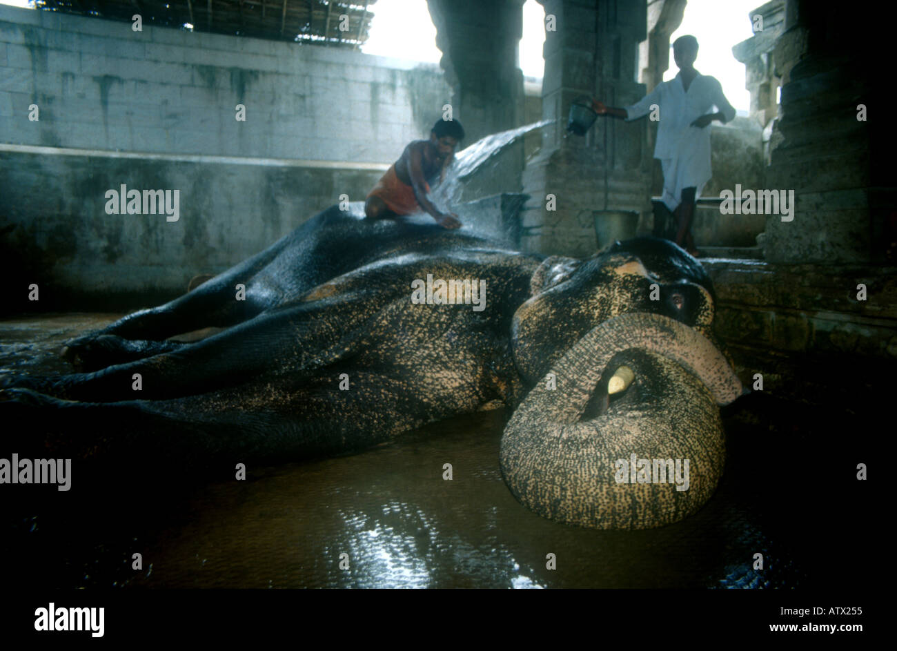 ELEPHANT BEING WASHED MADURAI INDIA PH DAN WHITE Stock Photo - Alamy