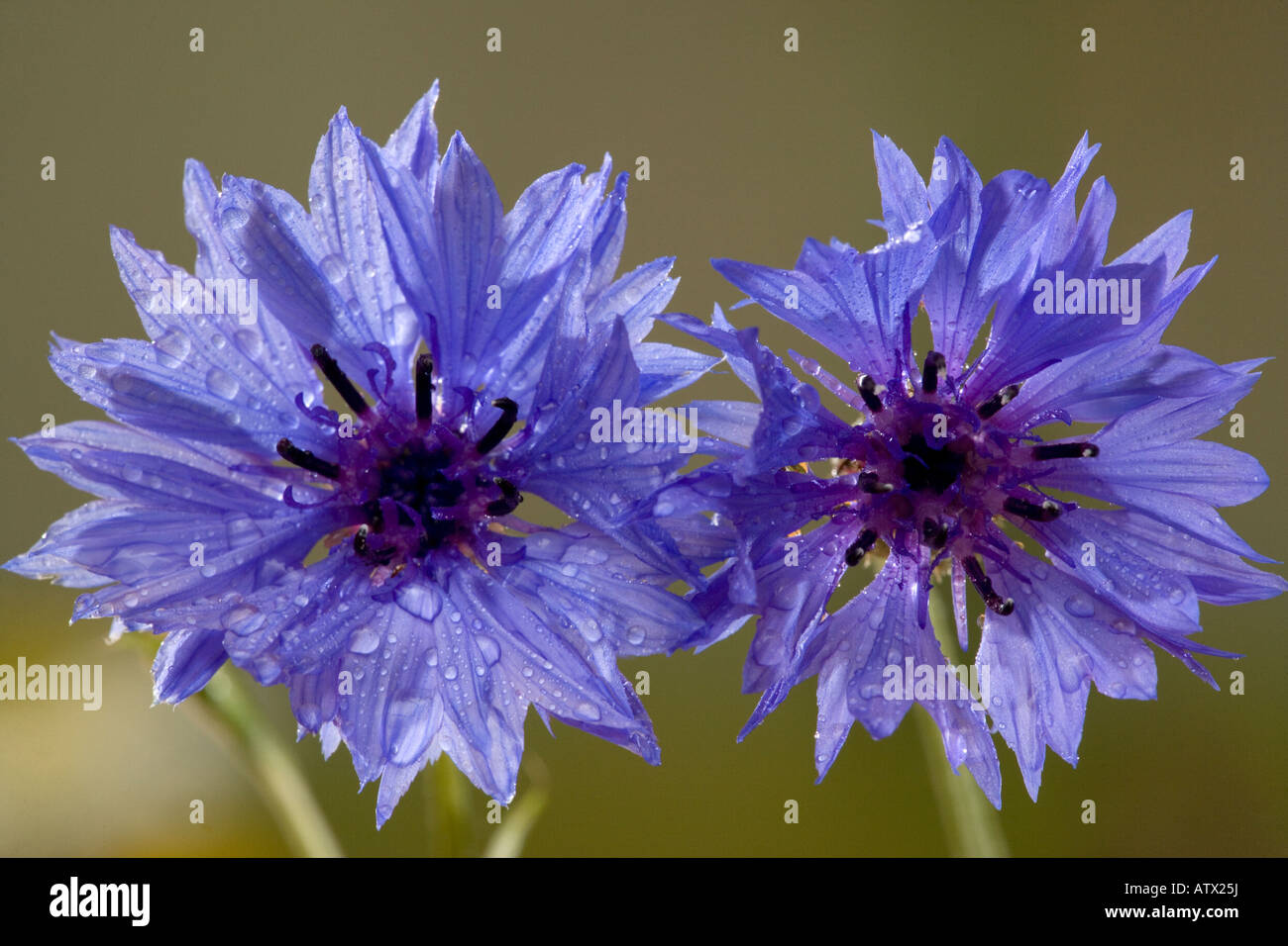 Cornflower Centaurea cyanus a rare cornfield weed in the UK Stock Photo ...