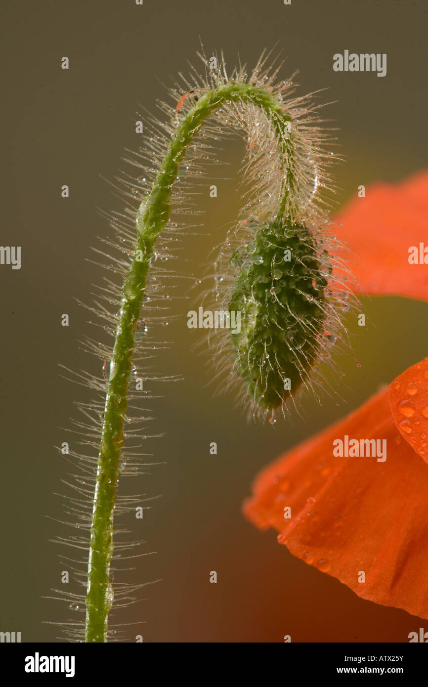 Common Poppy or Field Poppy Papaver rhoeas nodding bud widespread ...