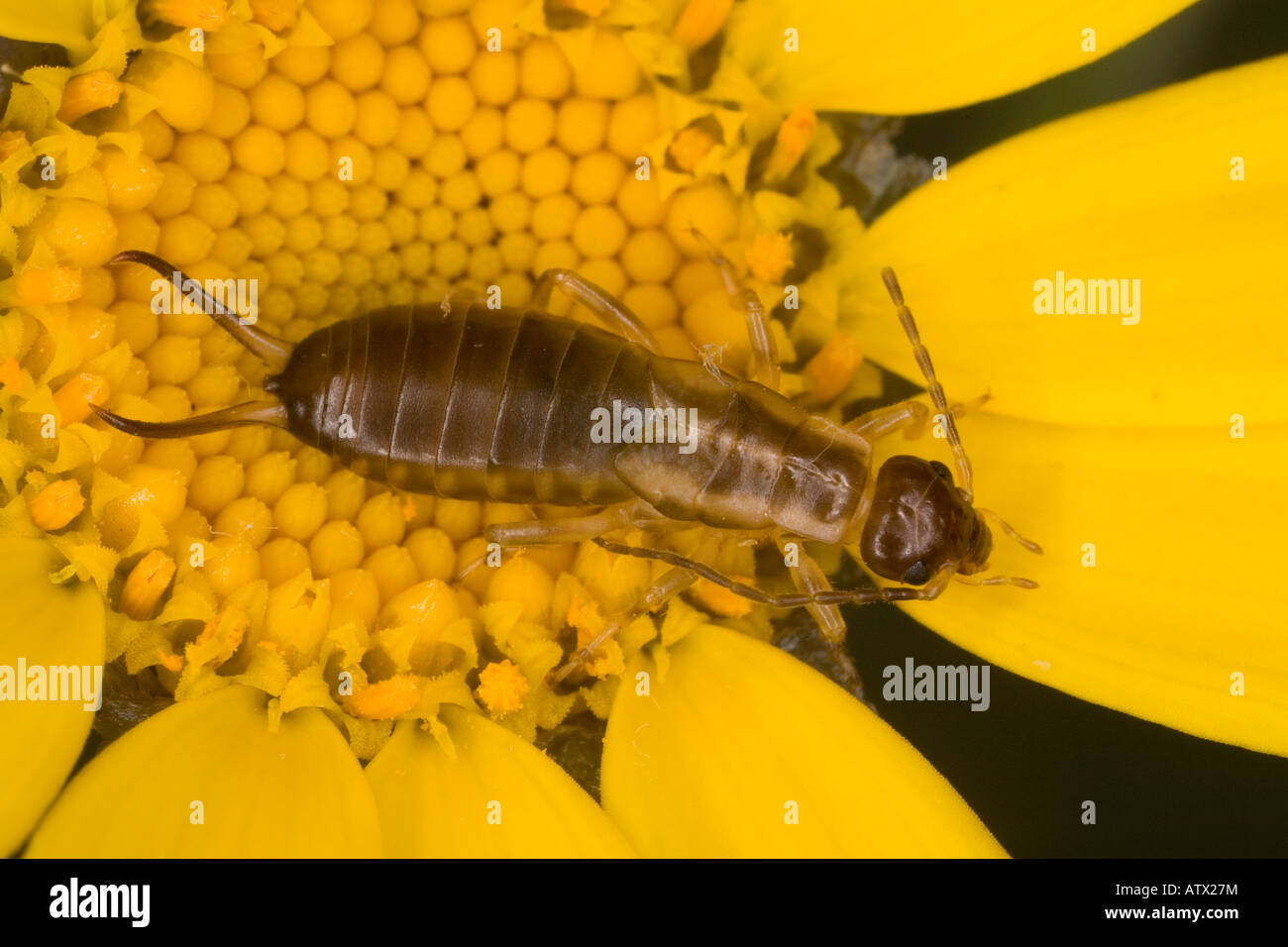 Common earwig european earwig forficula hi-res stock photography and ...