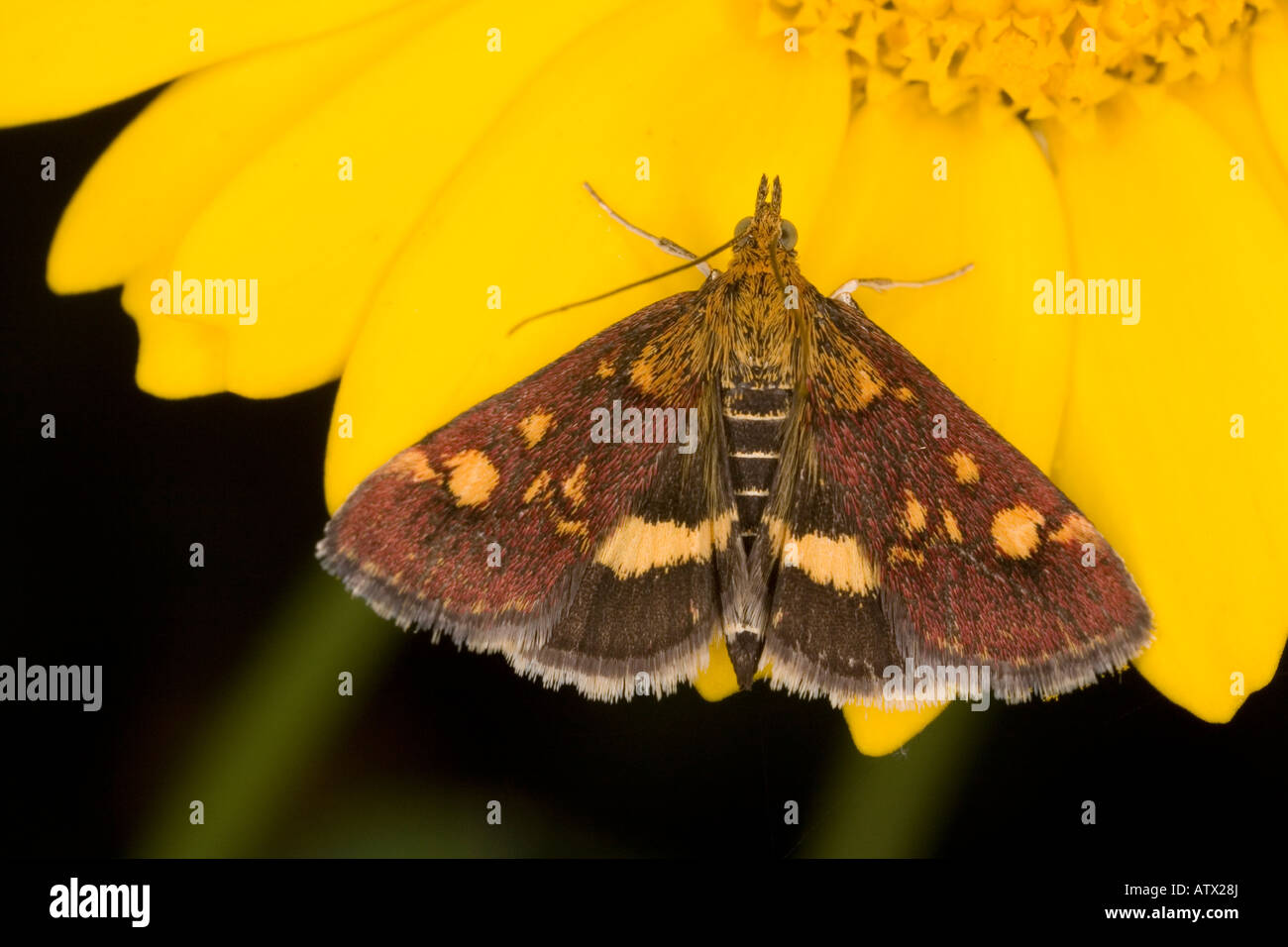Pyrausta moth hi-res stock photography and images - Alamy