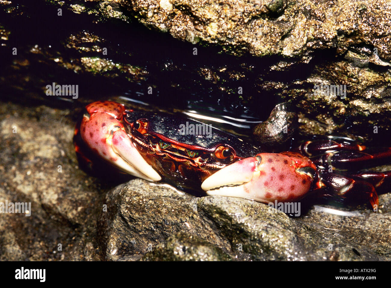 Crab in tide pool, Olympic National Park, Washington State Stock Photo ...
