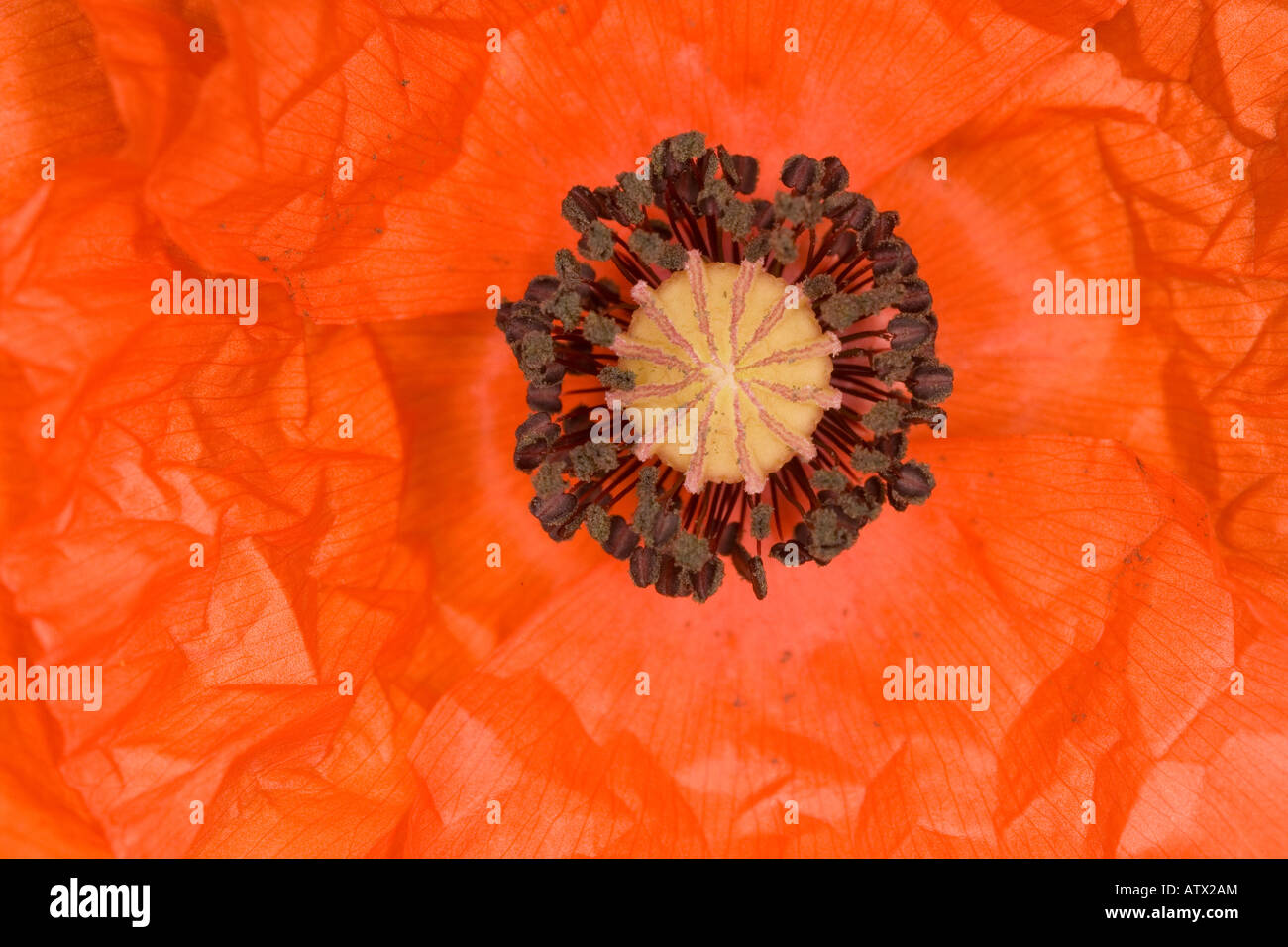 Common Poppy or Field Poppy Papaver rhoeas, close up. Widespread ...