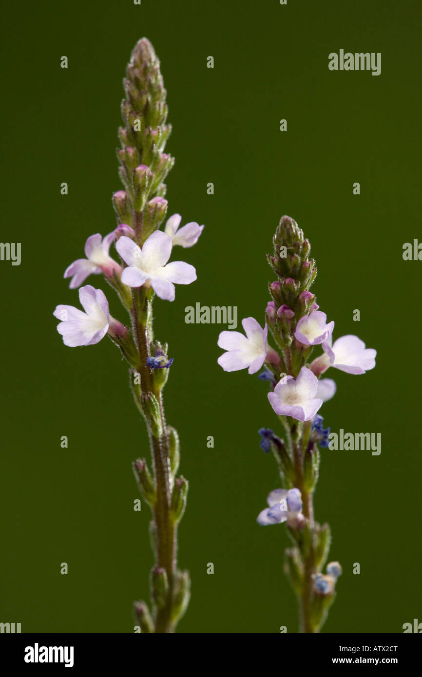Common vervain (Verbena officinalis) in flower, close-up Stock Photo ...