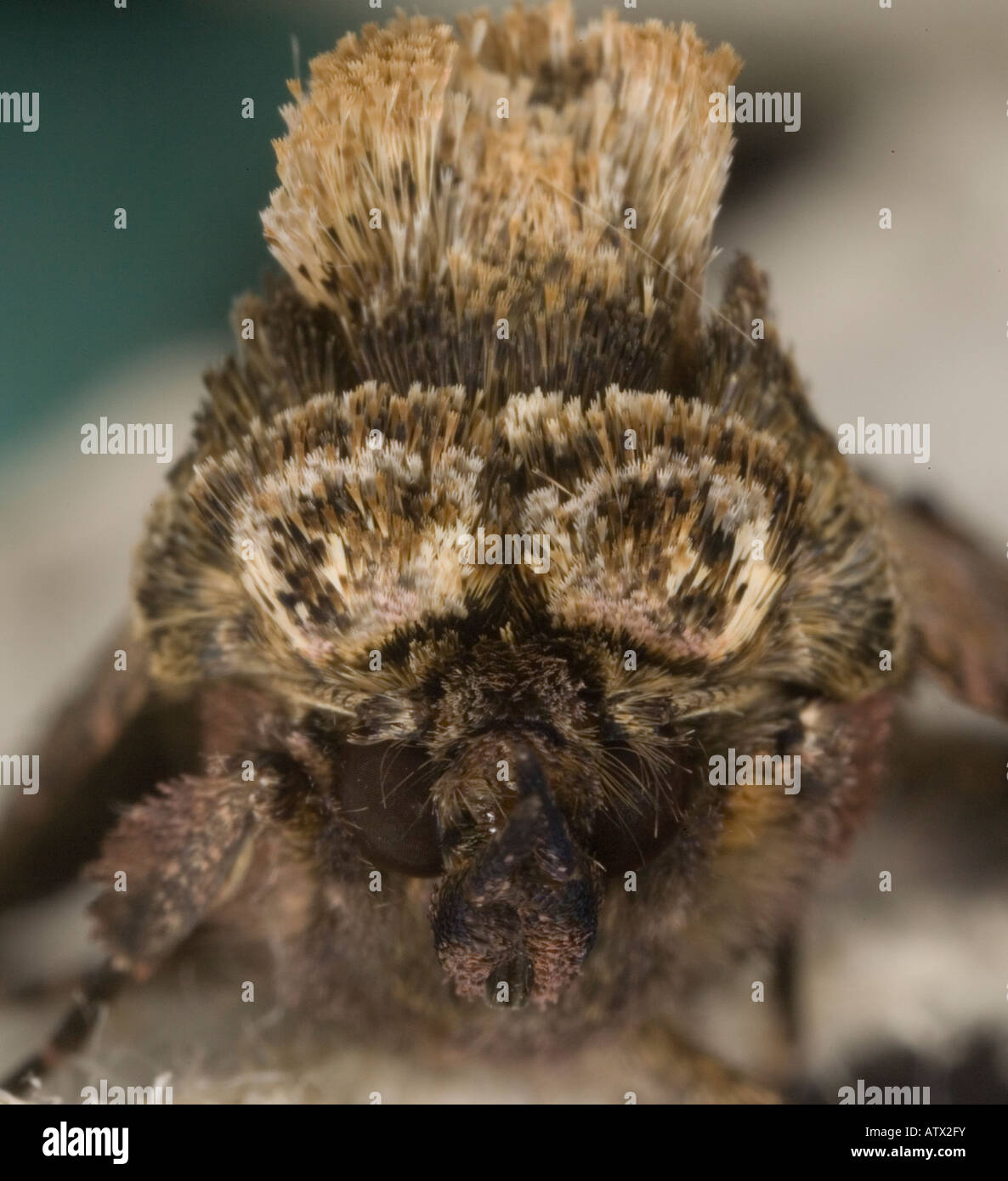 Moth face close up hi-res stock photography and images - Alamy