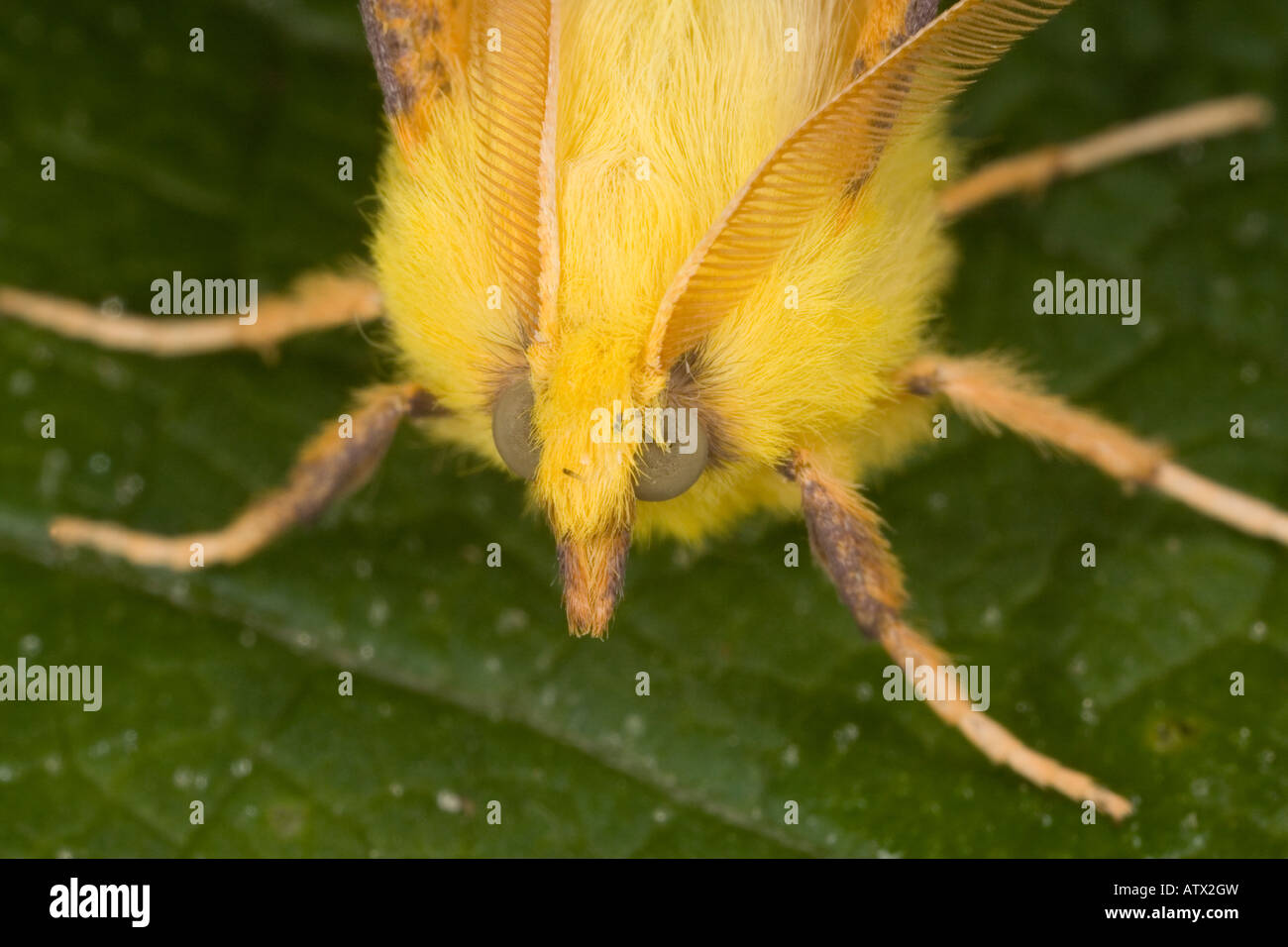 Moth face close up hi-res stock photography and images - Alamy