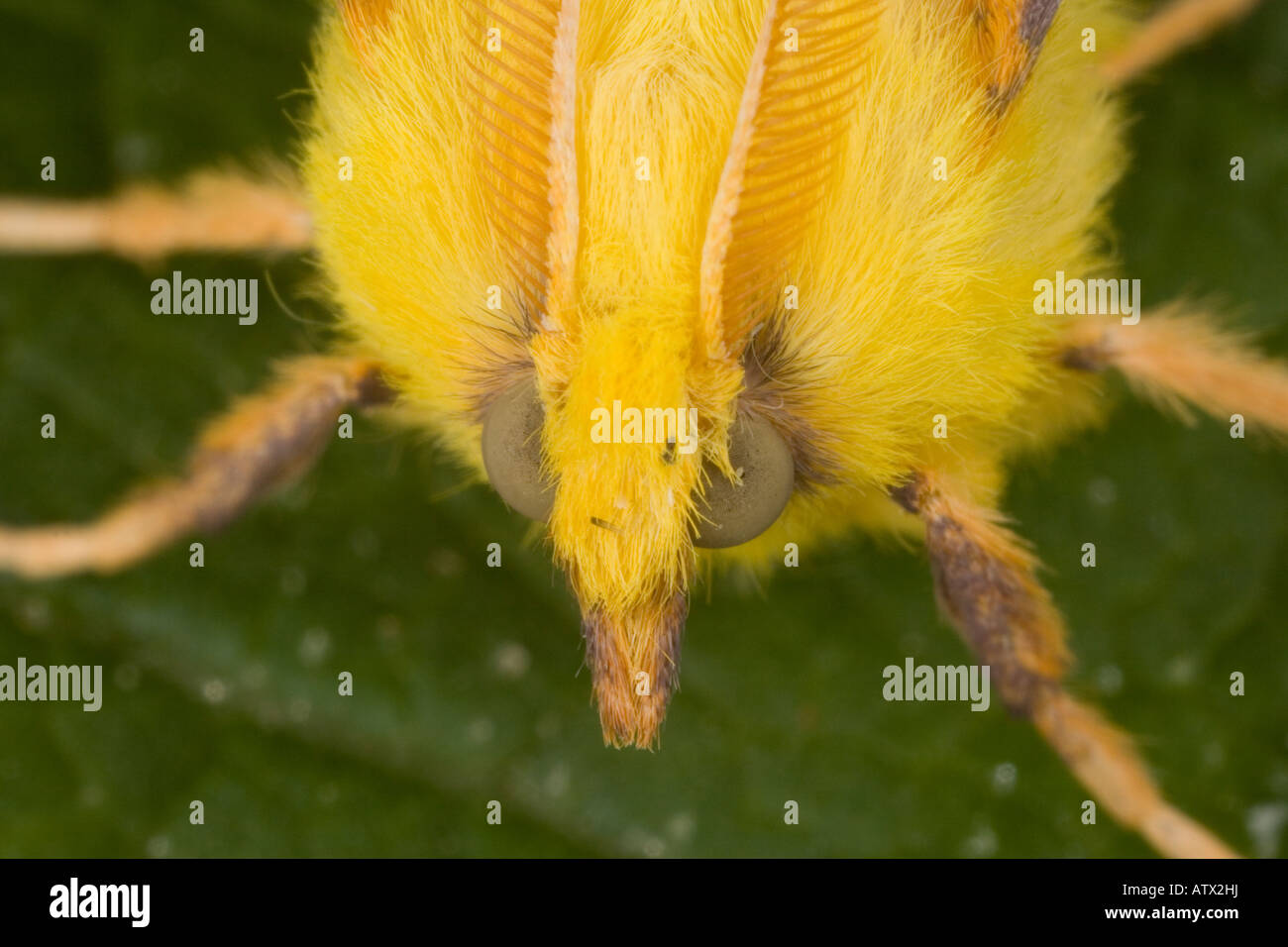 Moth face close up hi-res stock photography and images - Alamy