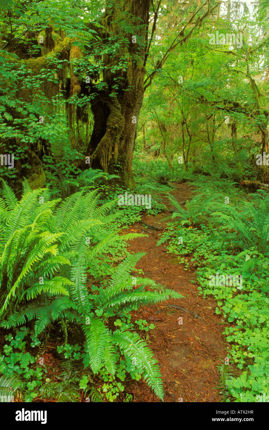 Sword ferns sorrel and bigleaf maple along trail in the Queets Rain ...