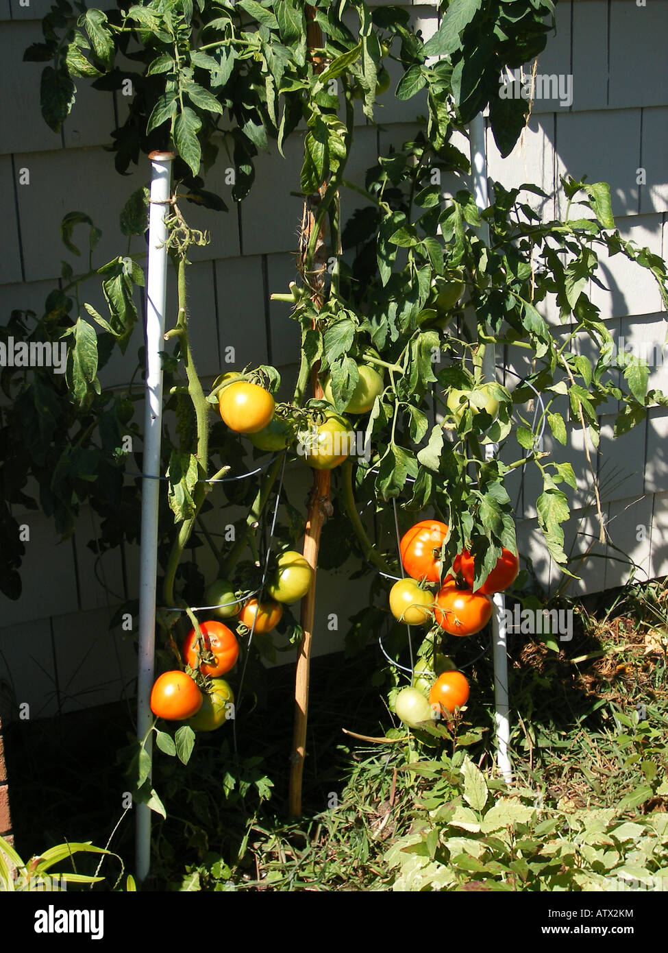 AJD59687, tomato plants, tomatoes, Montpelier, Vermont, VT Stock Photo - Alamy