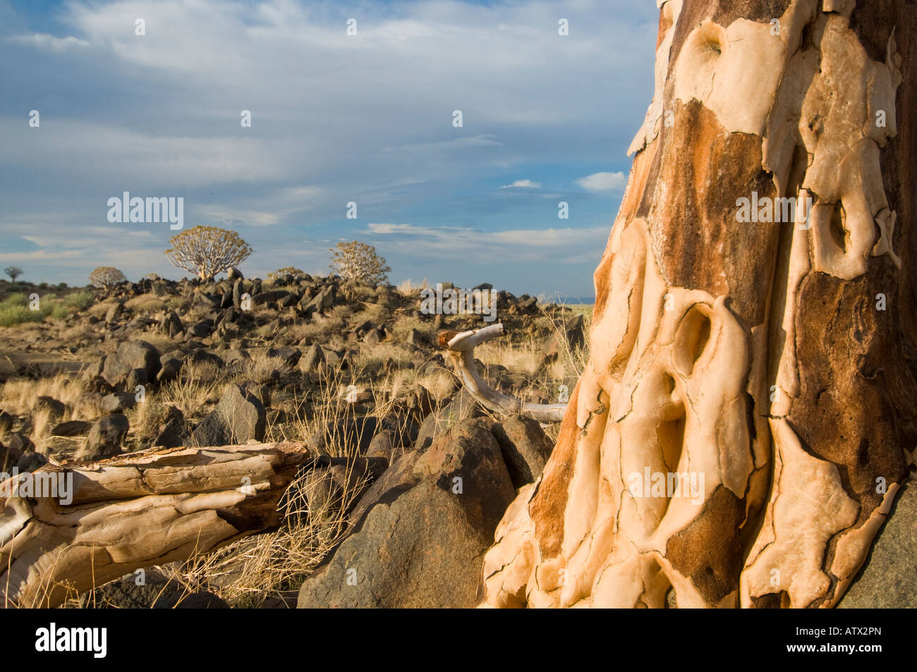 Quiver tree which gets its name that the San people or Bushman make ...