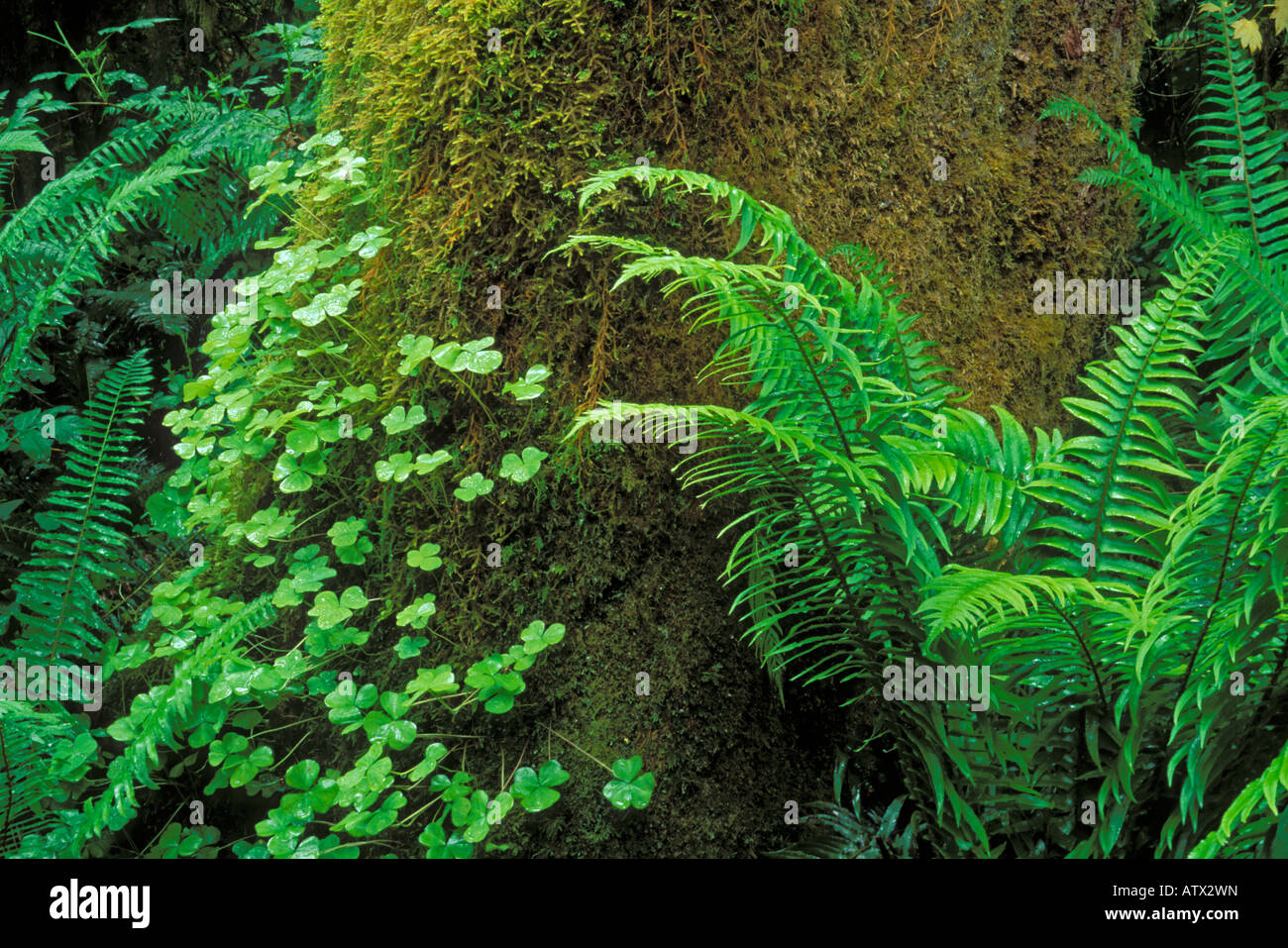 Sword ferns and moss covered bigleaf maple in the Queets Rain Forest ...