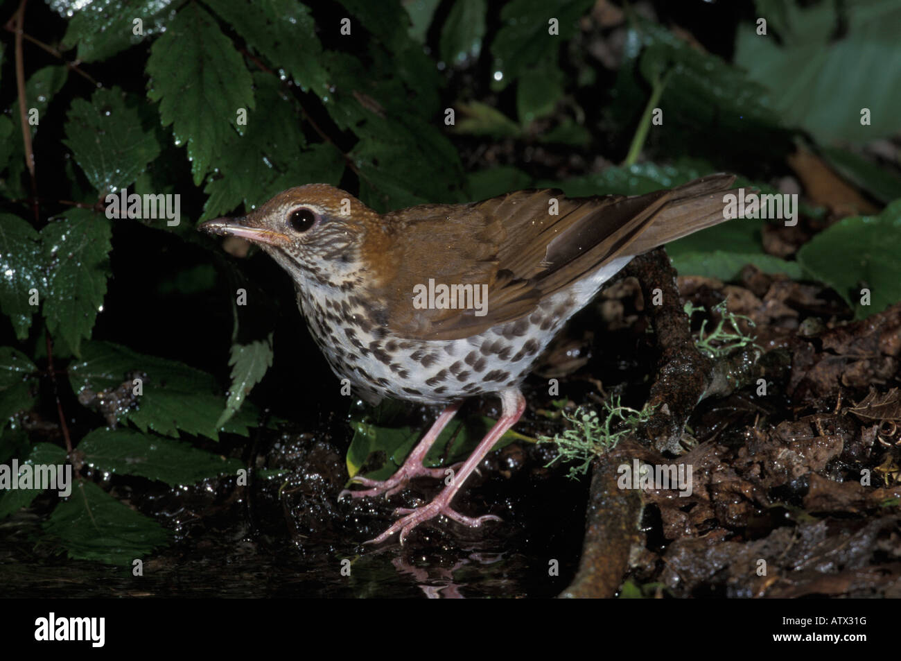Wood Thrush, Hylocichla mustelina, at water Stock Photo - Alamy