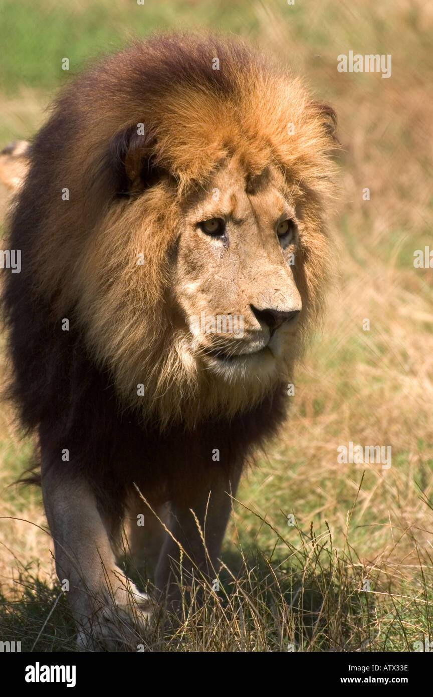 Atlas lion hi-res stock photography and images - Alamy