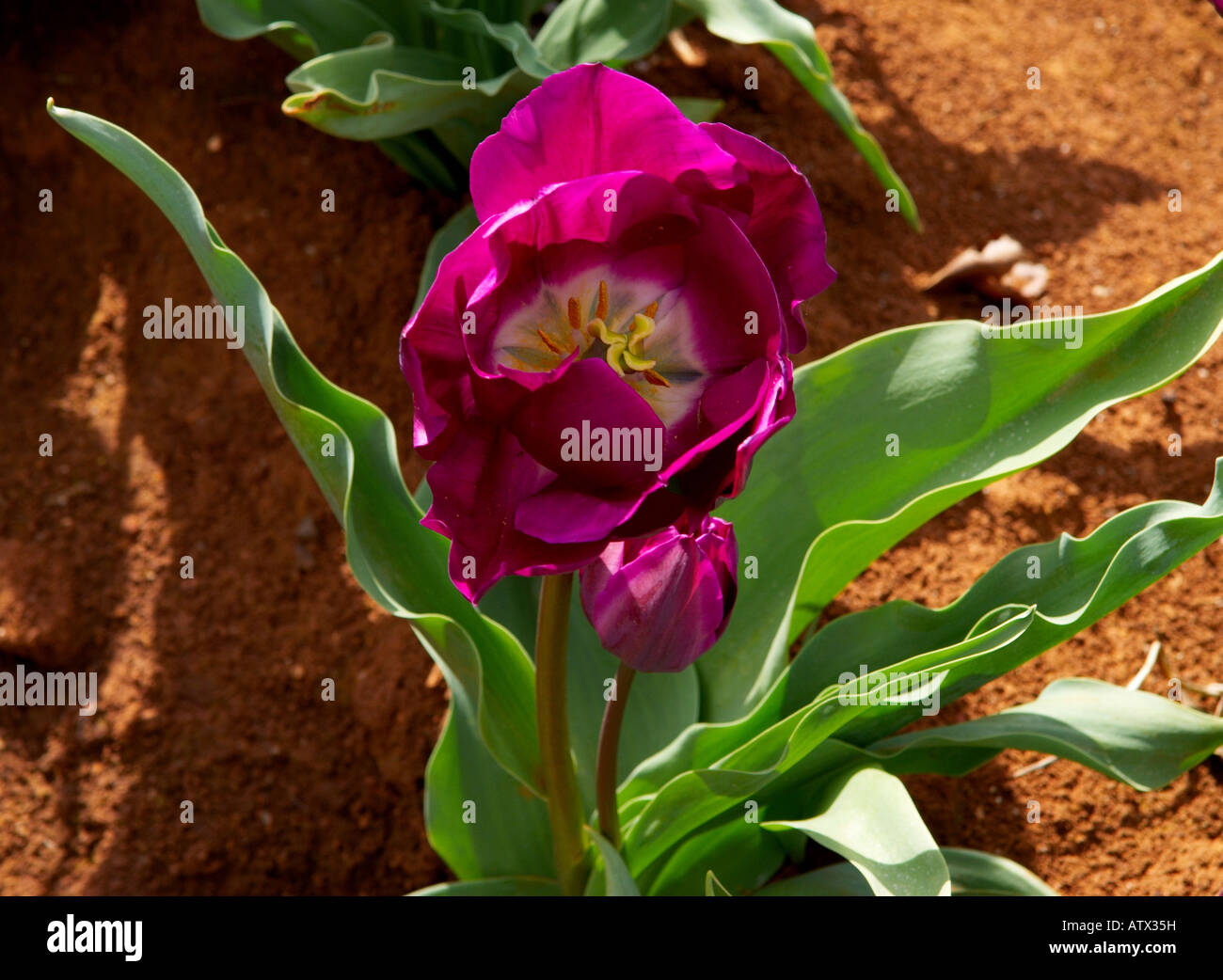 A purple tulip Stock Photo - Alamy