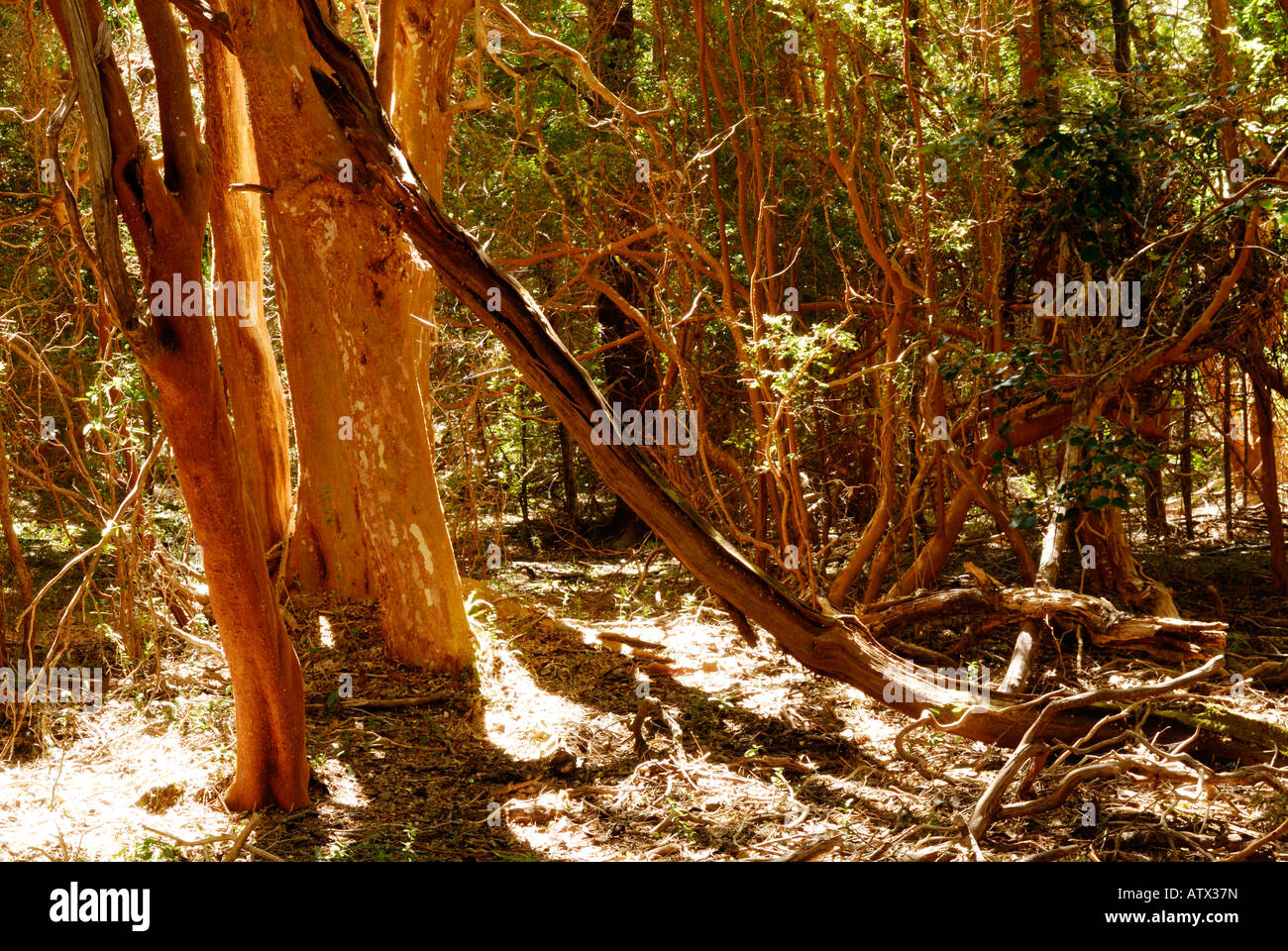 Los Arrayanes National Park, Peninsula de Quetrihue, Neuquen, Argentina ...