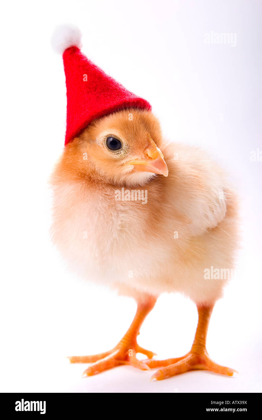 Rhode Island Red chick with Santa hat on white background Stock Photo ...