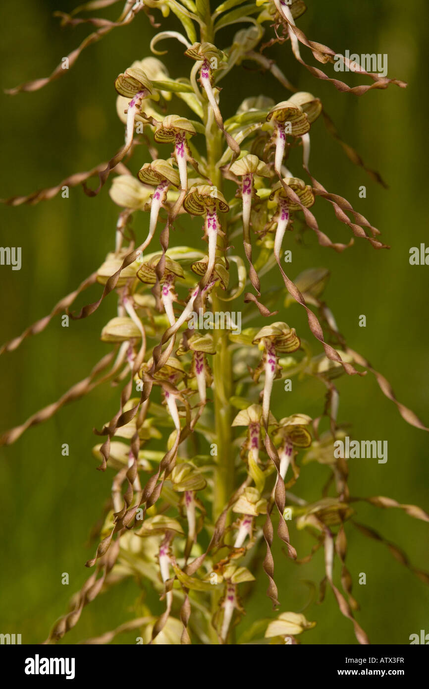 Lizard Orchid, Himantoglossum hircinum, very rare in UK Stock Photo - Alamy