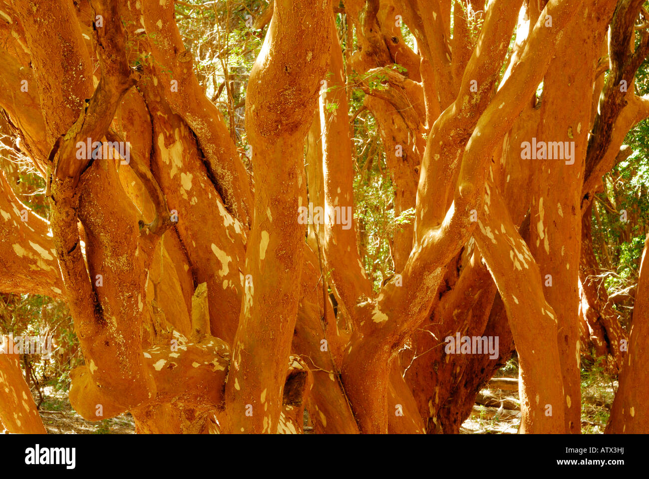 Los Arrayanes National Park, Peninsula de Quetrihue, Neuquen, Argentina ...