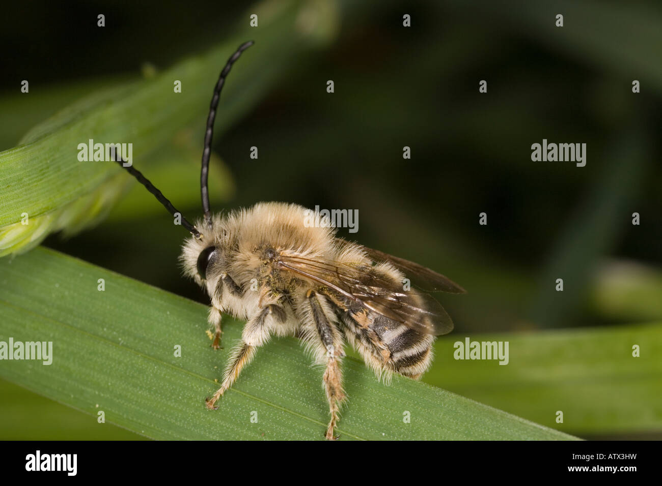 Hymenoptera hi-res stock photography and images - Alamy