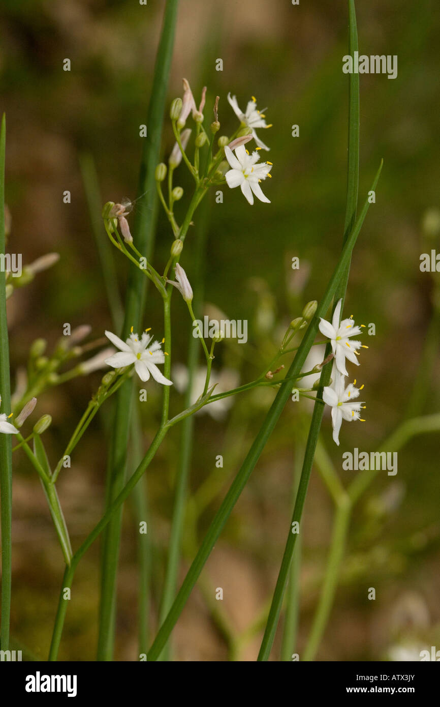 Kerry Lily, Simethis planifolia (Simethis mattiazzii,) Very rare plant ...