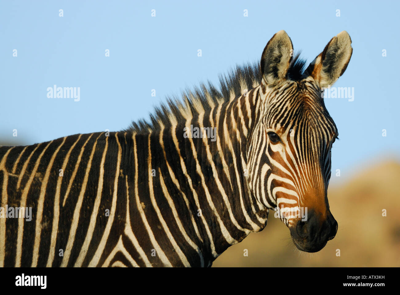 A rare Cape Mountain Zebra into the warm evening light at the Mountain ...