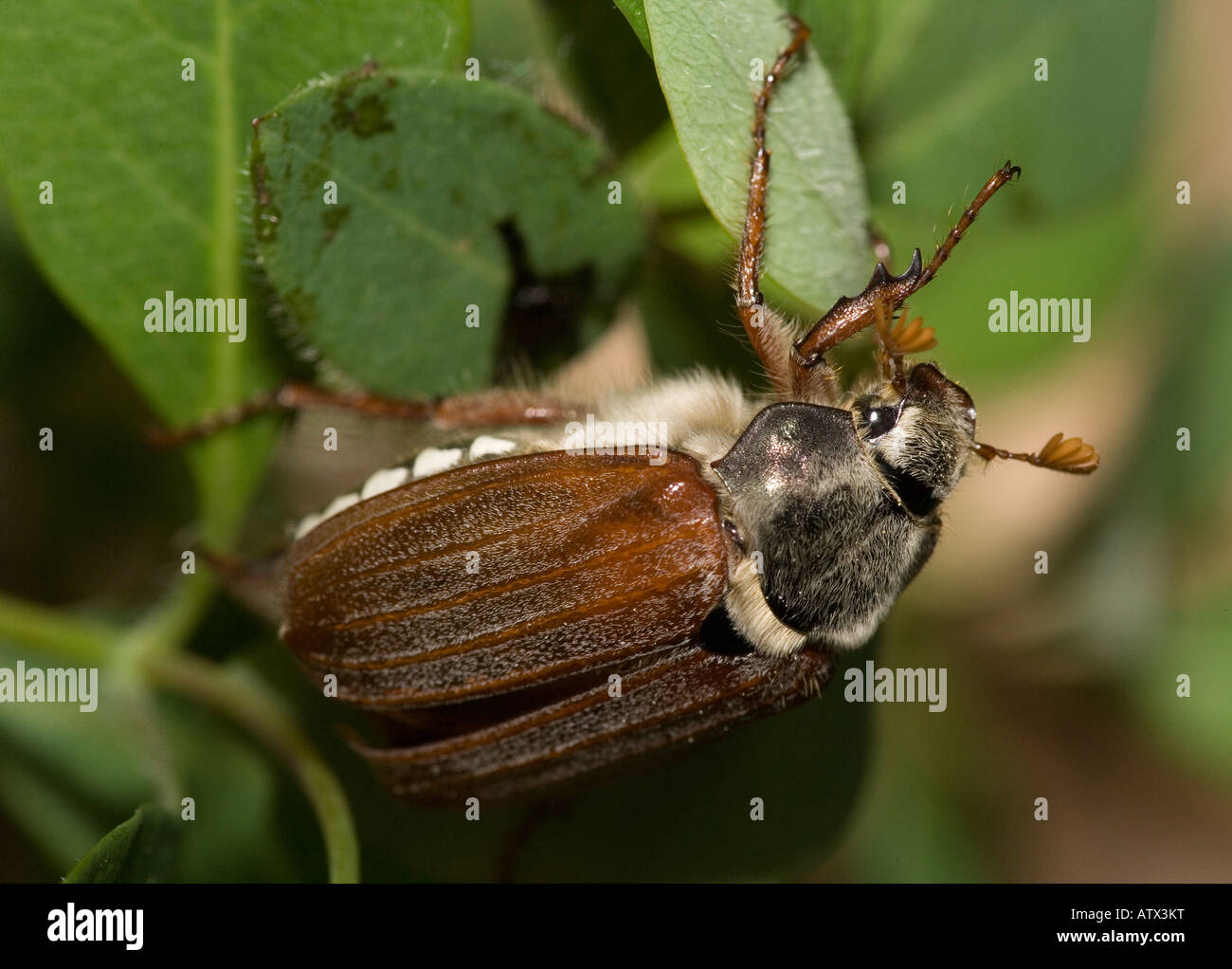 Cockchafer or June bug, Melolontha melolontha Stock Photo - Alamy