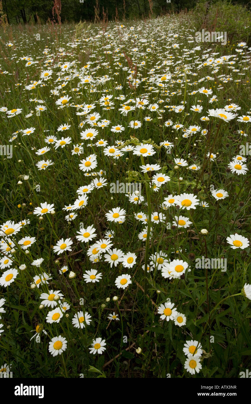 Oxeye daisy, or moon daisy, Leucanthemum vulgare, (Chrysanthemum ...