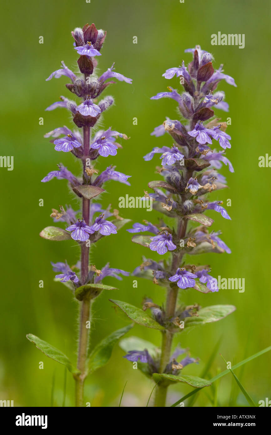 Ajuga reptans hi-res stock photography and images - Alamy
