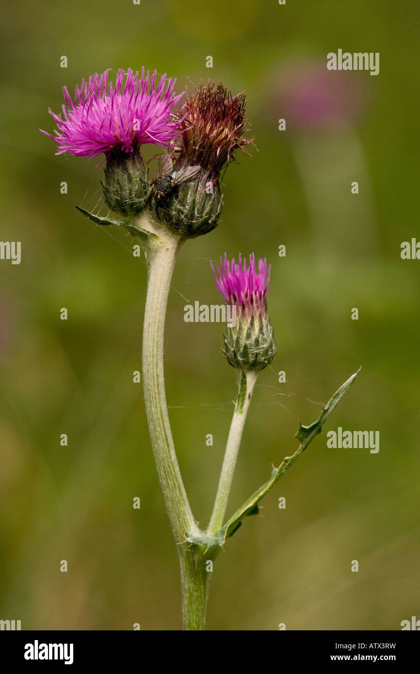 Meadow thistle, Cirsium dissectum, in wet meadow Stock Photo - Alamy