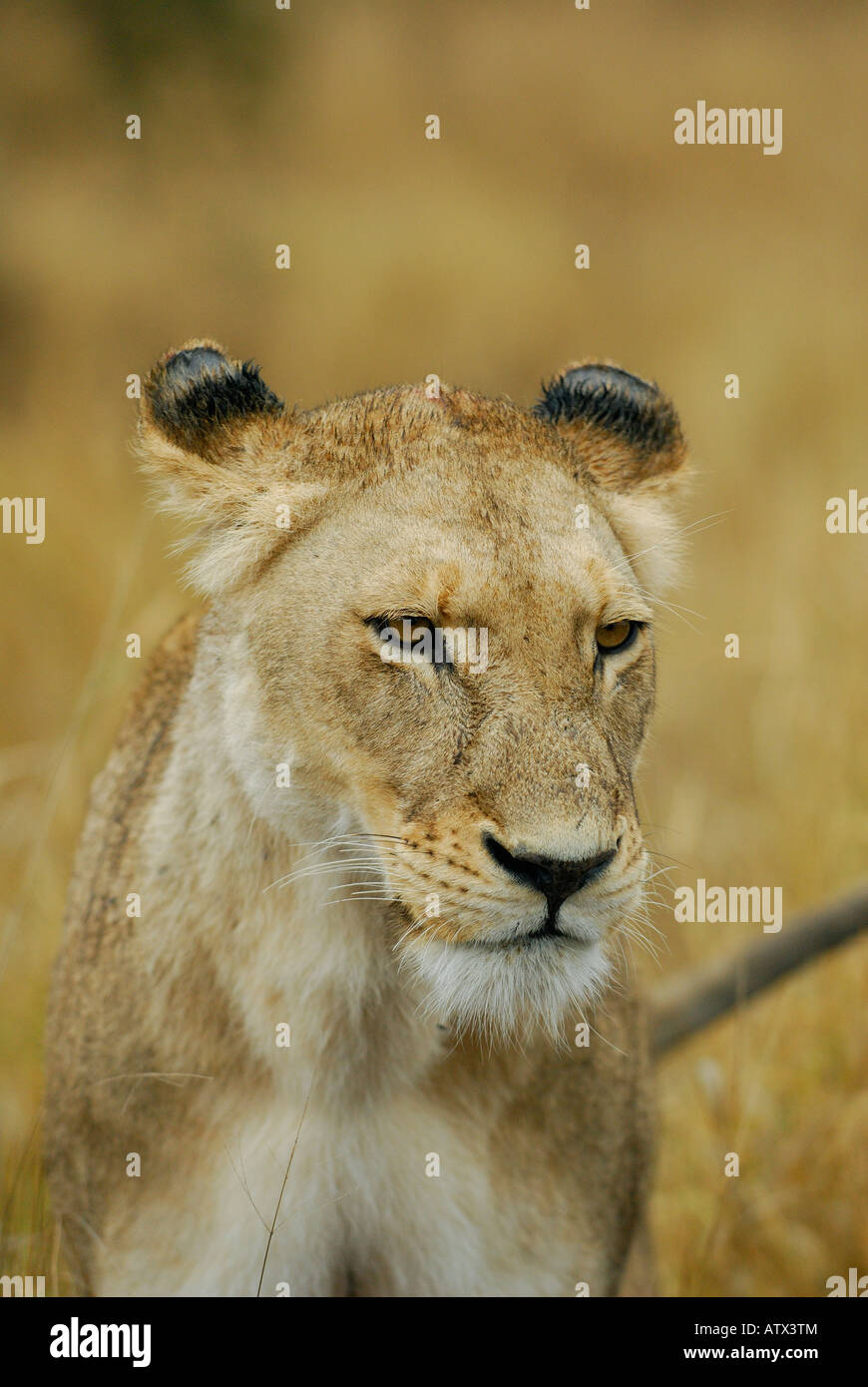Lioness portrait during the pee into the Kruger Park in South Africa ...