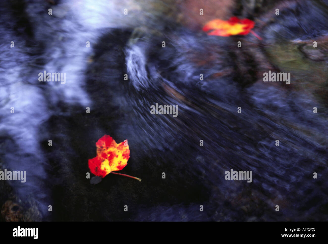 male shadow and leaves in stream water Stock Photo - Alamy