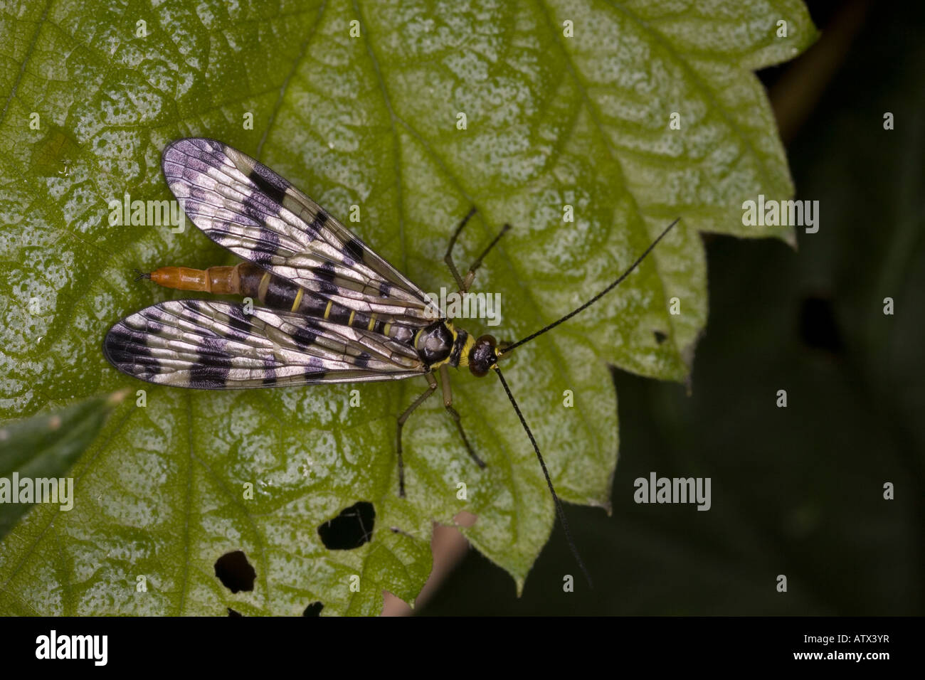 Scorpion fly, female Panorpa meridionalis, on leaf France Stock Photo ...