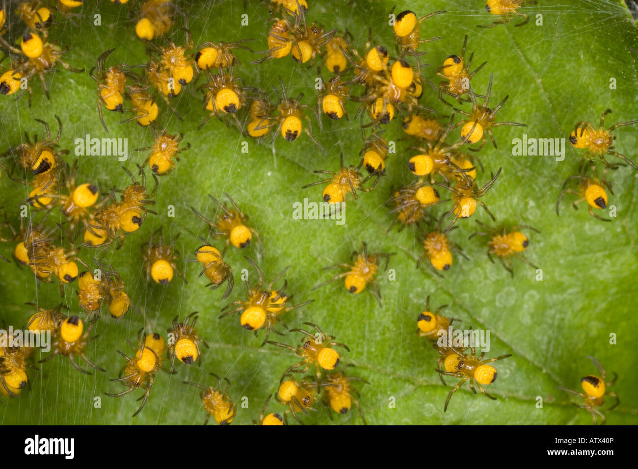 Young spiderlings of garden spider (Araneus diadematus) close-up Stock ...