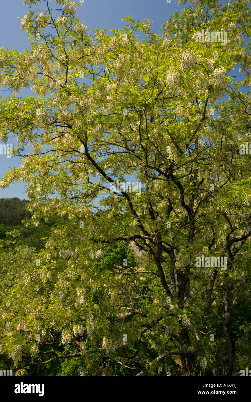 False Acacia, in flower Robinia pseudoacacia, naturalised in France ...