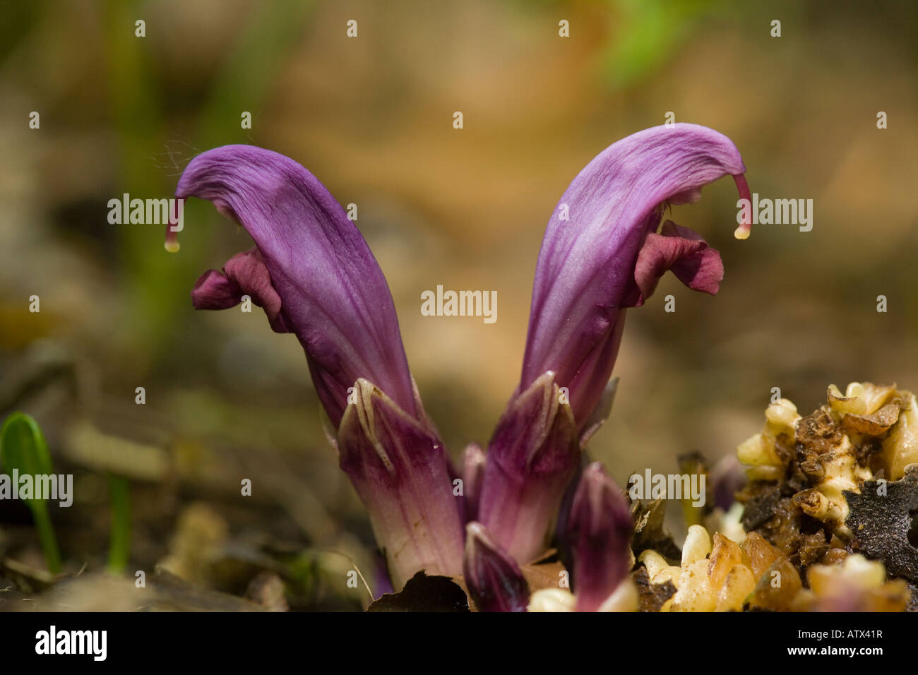 Purple toothwort (Lathraea clandestina) close-up, France, Europe Stock ...