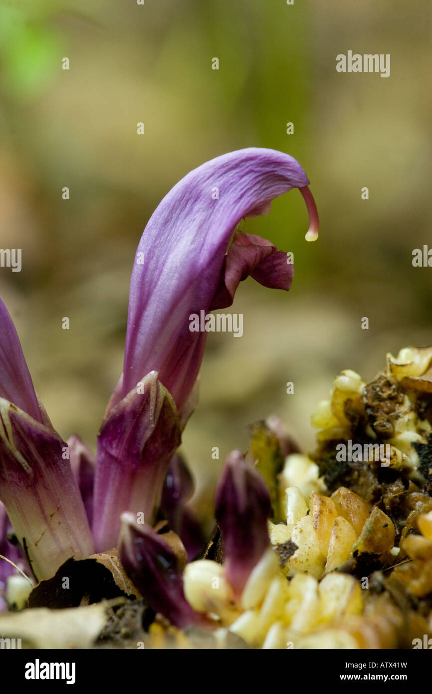 Purple toothwort, Lathraea clandestina, parasitic on poplars and other ...