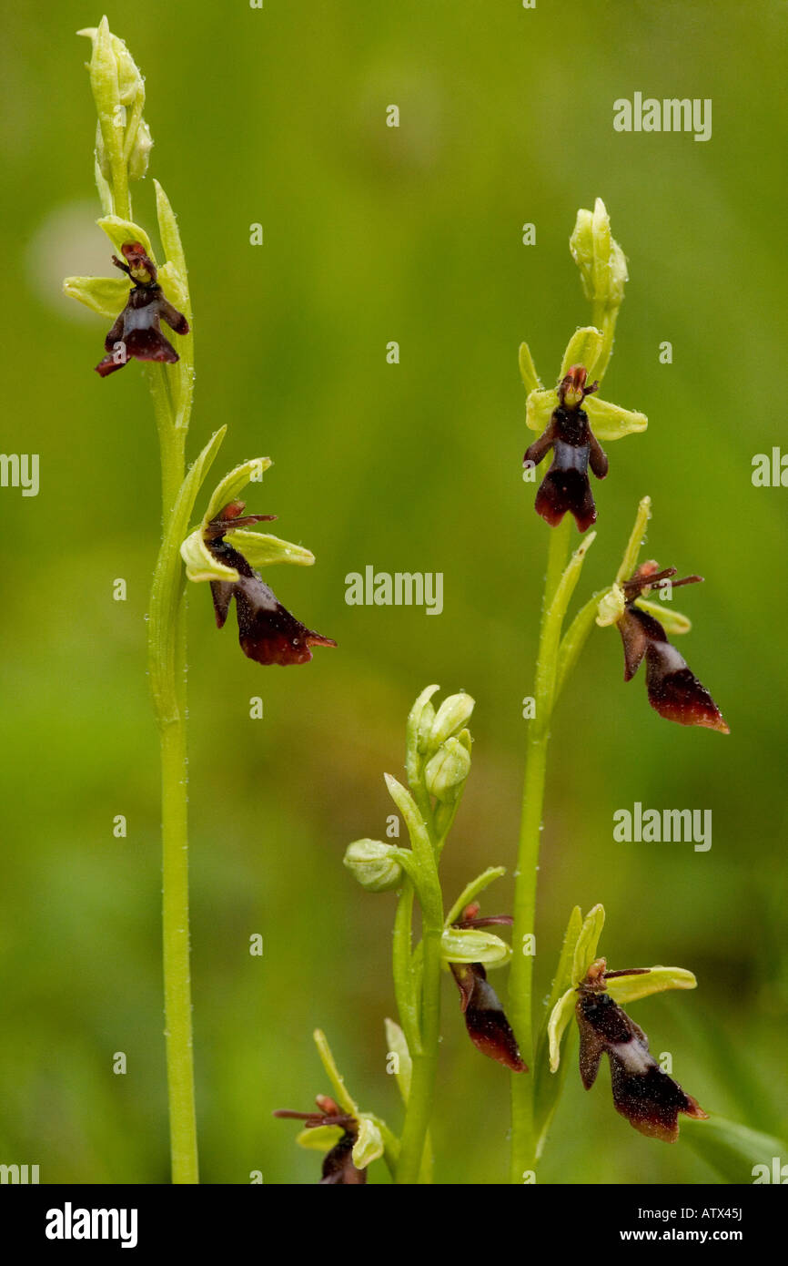 Fly orchid (Ophrys insectifera) in flower Stock Photo - Alamy