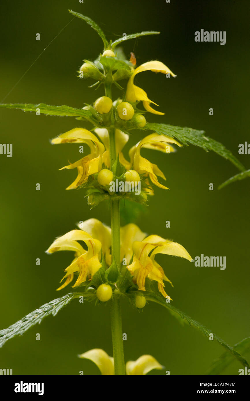 Yellow Archangel Lamiastrum galeobdolon in flower in spring Old ...