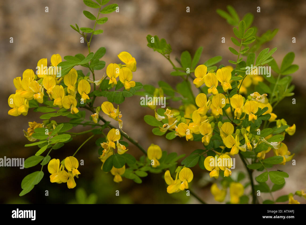 False senna hi-res stock photography and images - Alamy