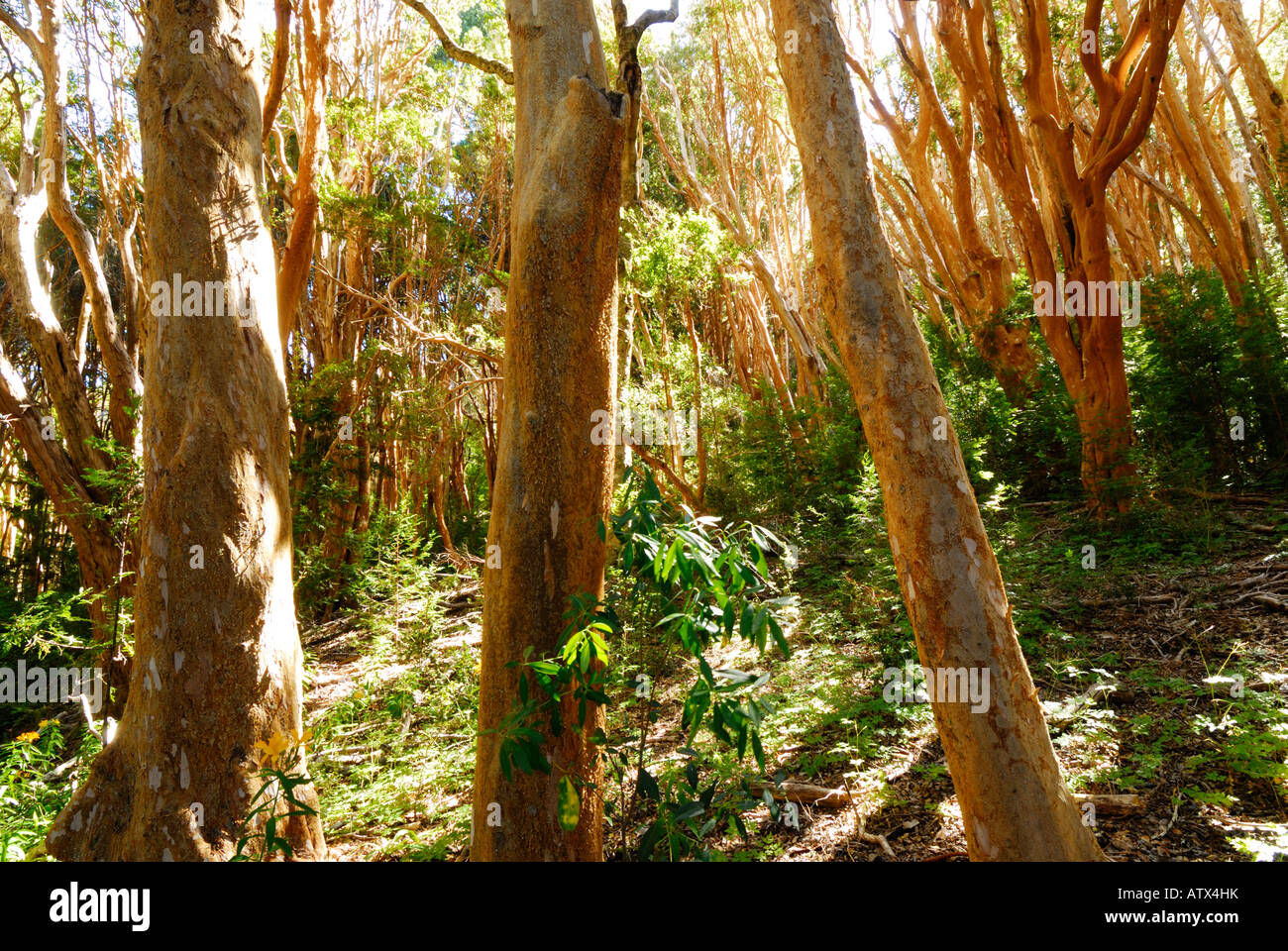 Bosque de arrayanes hi-res stock photography and images - Alamy