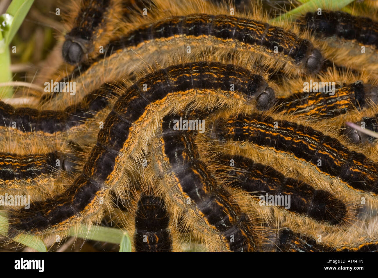 Mass of Lackey Moth caterpillars (Malacosoma neustria) on grass, close ...